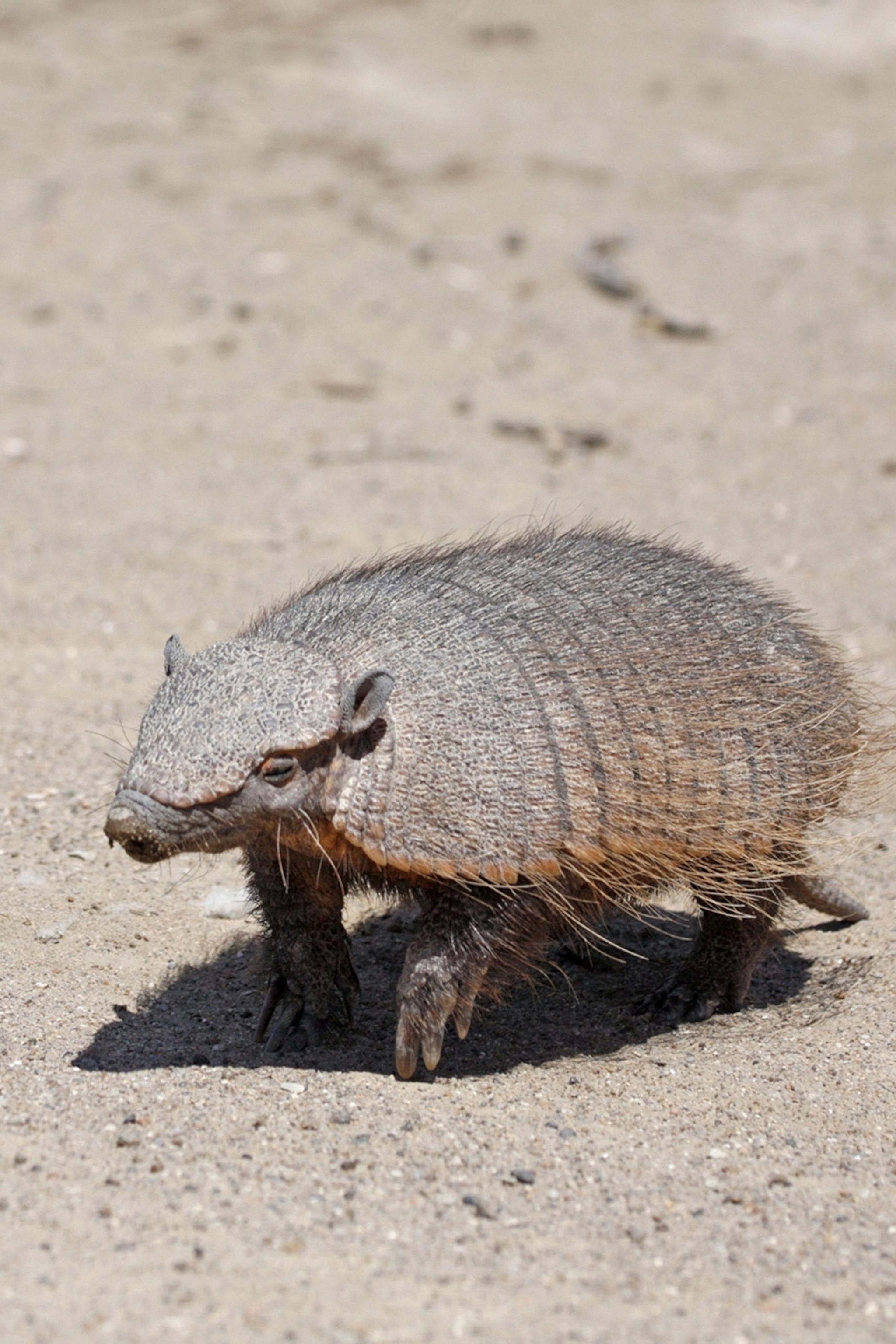 The Spiritual Meaning of the Armadillo - TheReadingTub